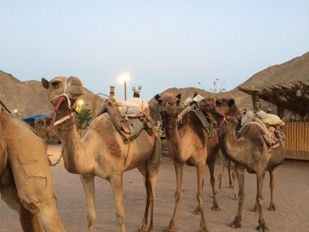 How to Eat Organic in the Holy Land | Holistic Health to Go